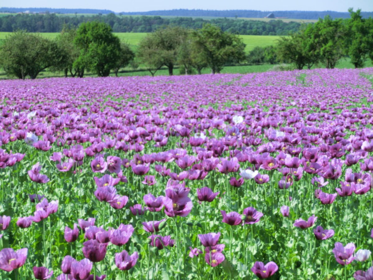 Mohnanbau – BENDER Mohn & Gewürze